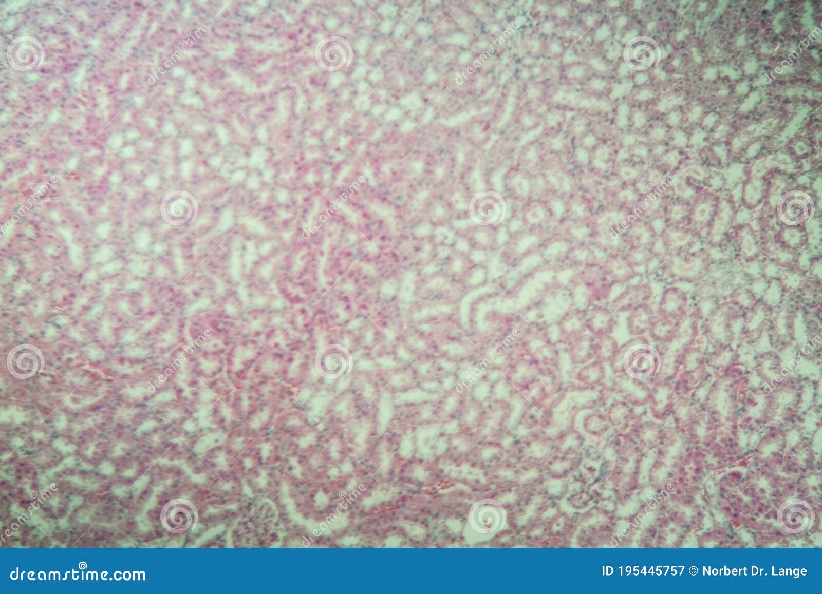 Kidney Cortex Under the Microscope Stock Image - Image of renal ...