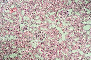 Kidney Cortex Under the Microscope Stock Image - Image of nephron ...