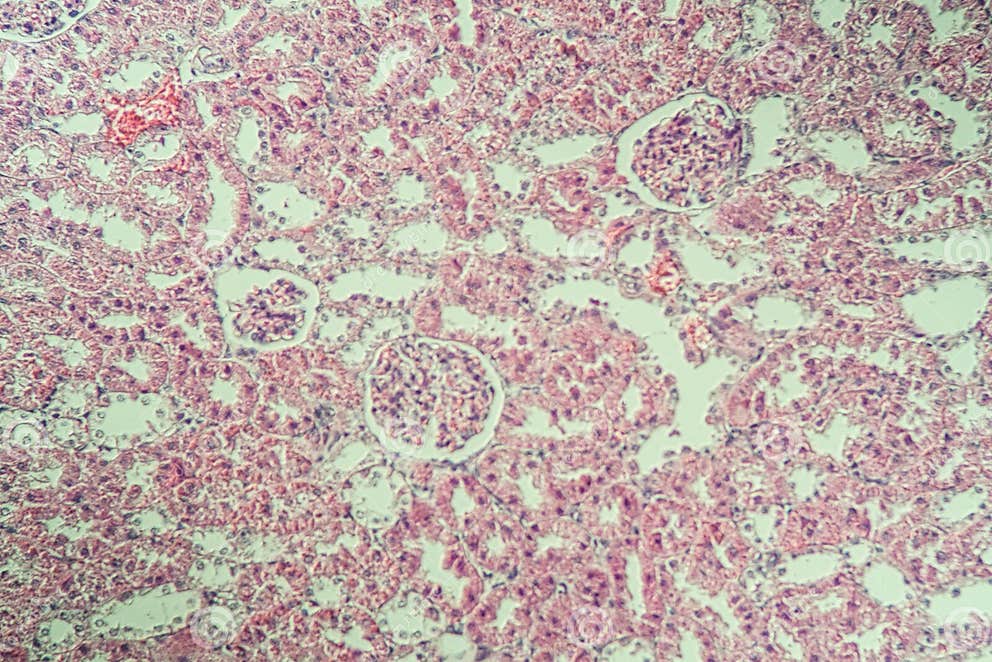 Kidney Cortex Under the Microscope Stock Image - Image of nephron ...