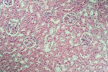 Kidney Cortex Under the Microscope Stock Photo - Image of healing ...