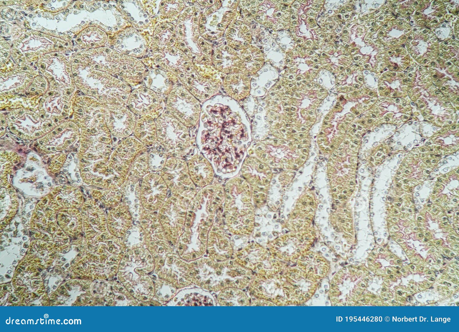 Kidney Cortex Under the Microscope Stock Photo - Image of small, tiny ...