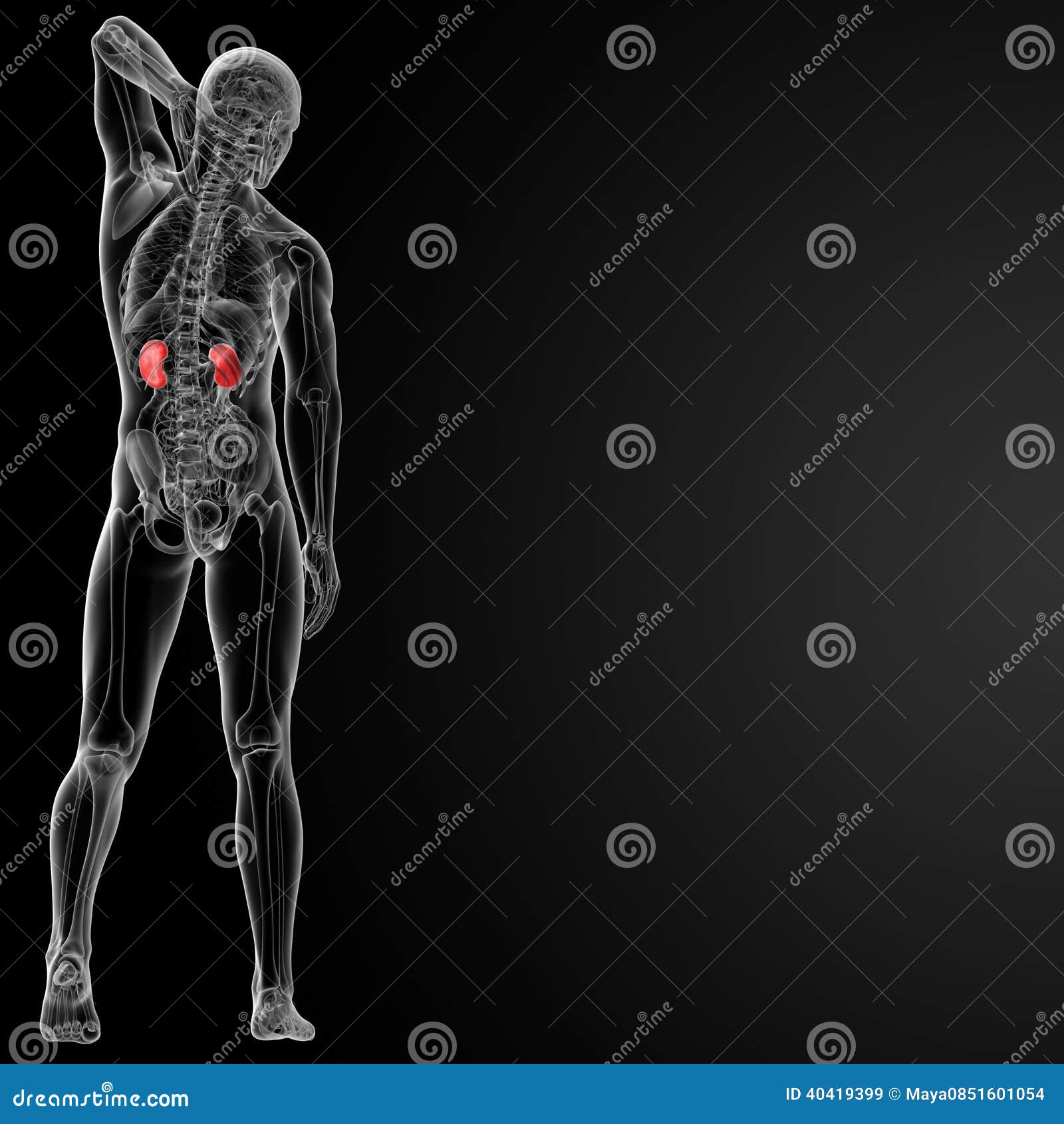 Kidney stock illustration. Illustration of cardiology - 40419399