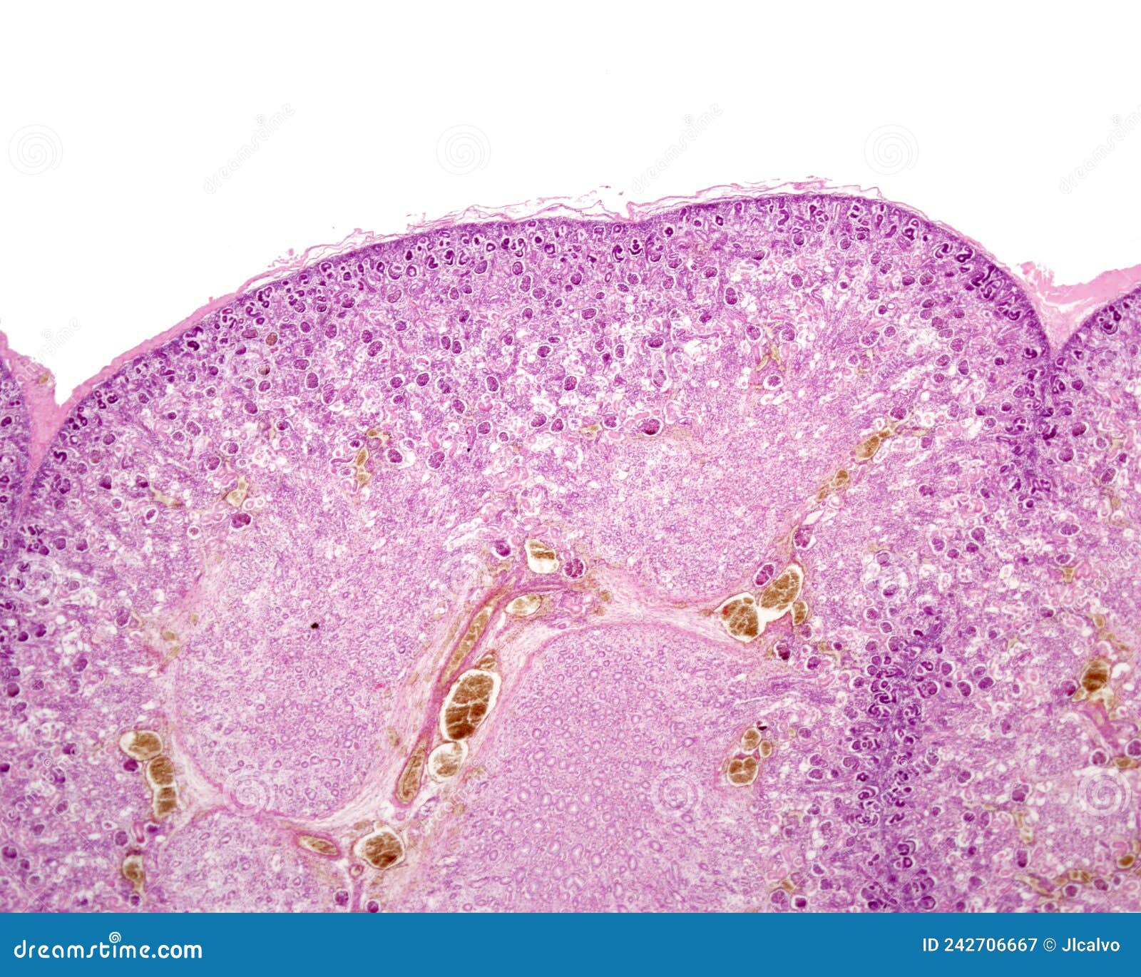 Kidney Fetal Development
