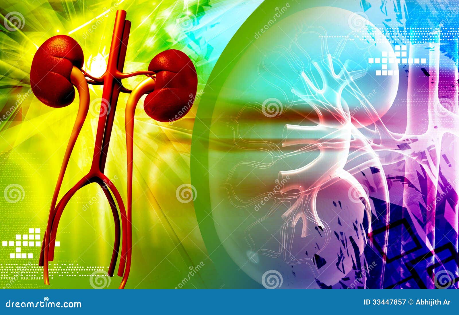Kidney stock illustration. Illustration of renal, abstract - 33447857