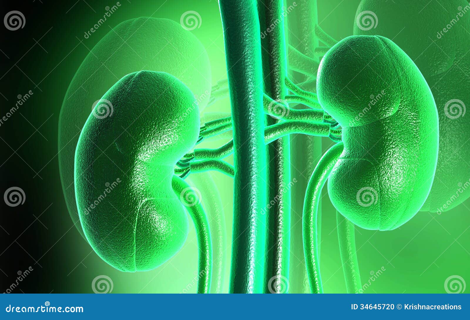 Kidney stock illustration. Illustration of internal, abstract - 34645720