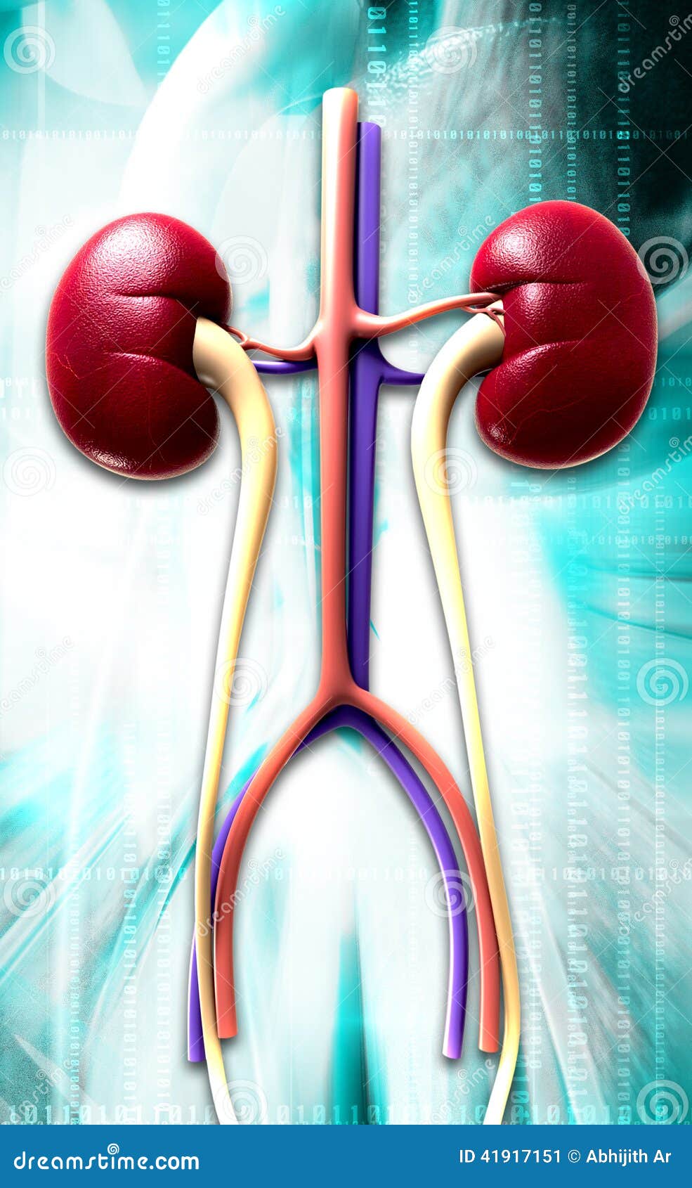 Kidney stock illustration. Illustration of backdrops - 41917151