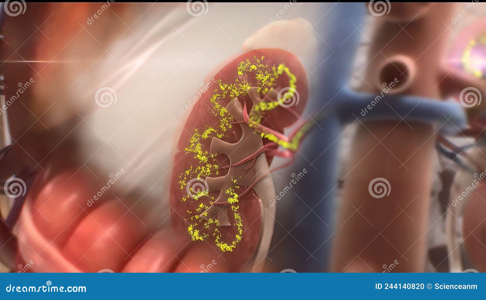 Kidney Function Dysfunction and Failure Stock Illustration ...