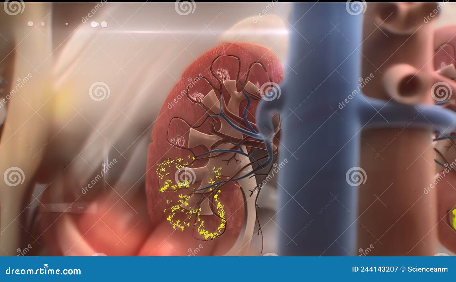 Kidney Function Dysfunction and Failure Stock Illustration ...