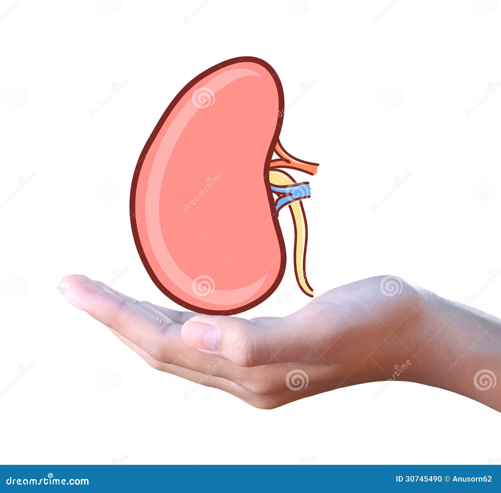 Kidney in hand stock illustration. Illustration of circle - 30745490