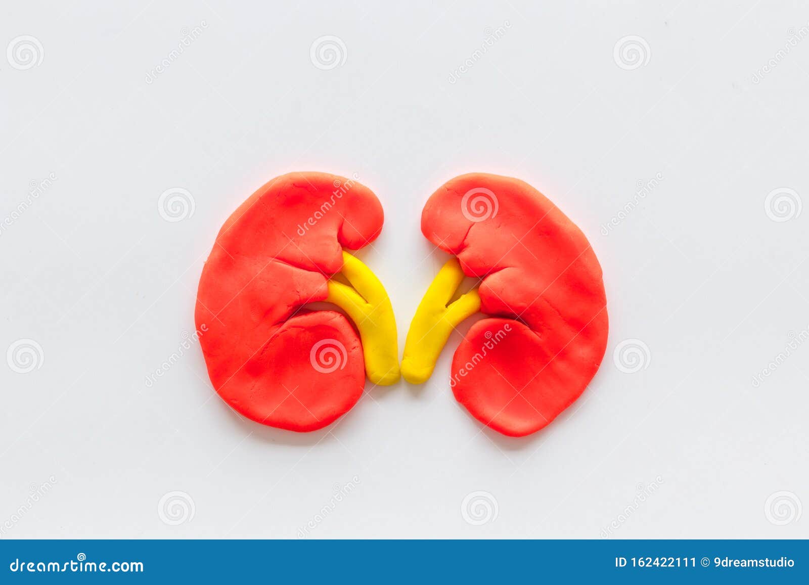 Kidney Healthy. Organ on White Background Top View Stock Image - Image ...