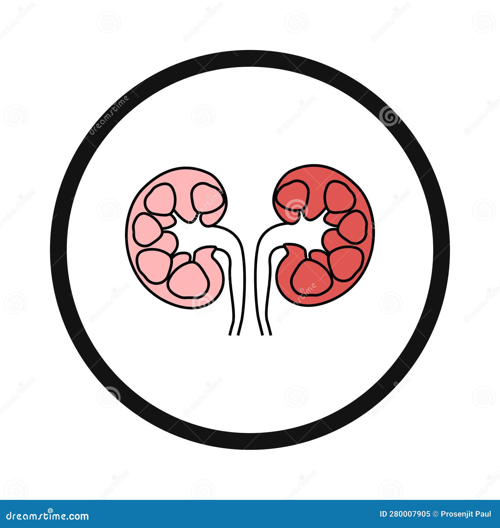 Kidney