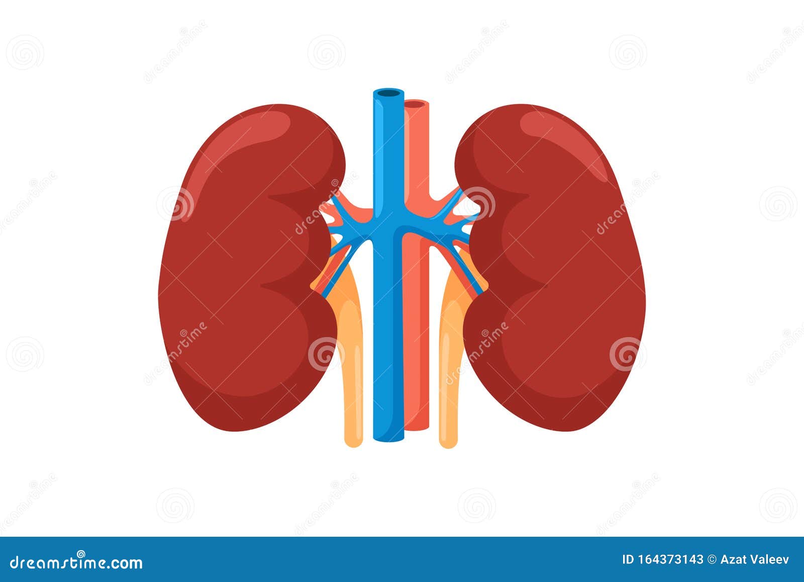 Kidney Human Internal Organ. Urinary Endocrine System Front View Vector ...