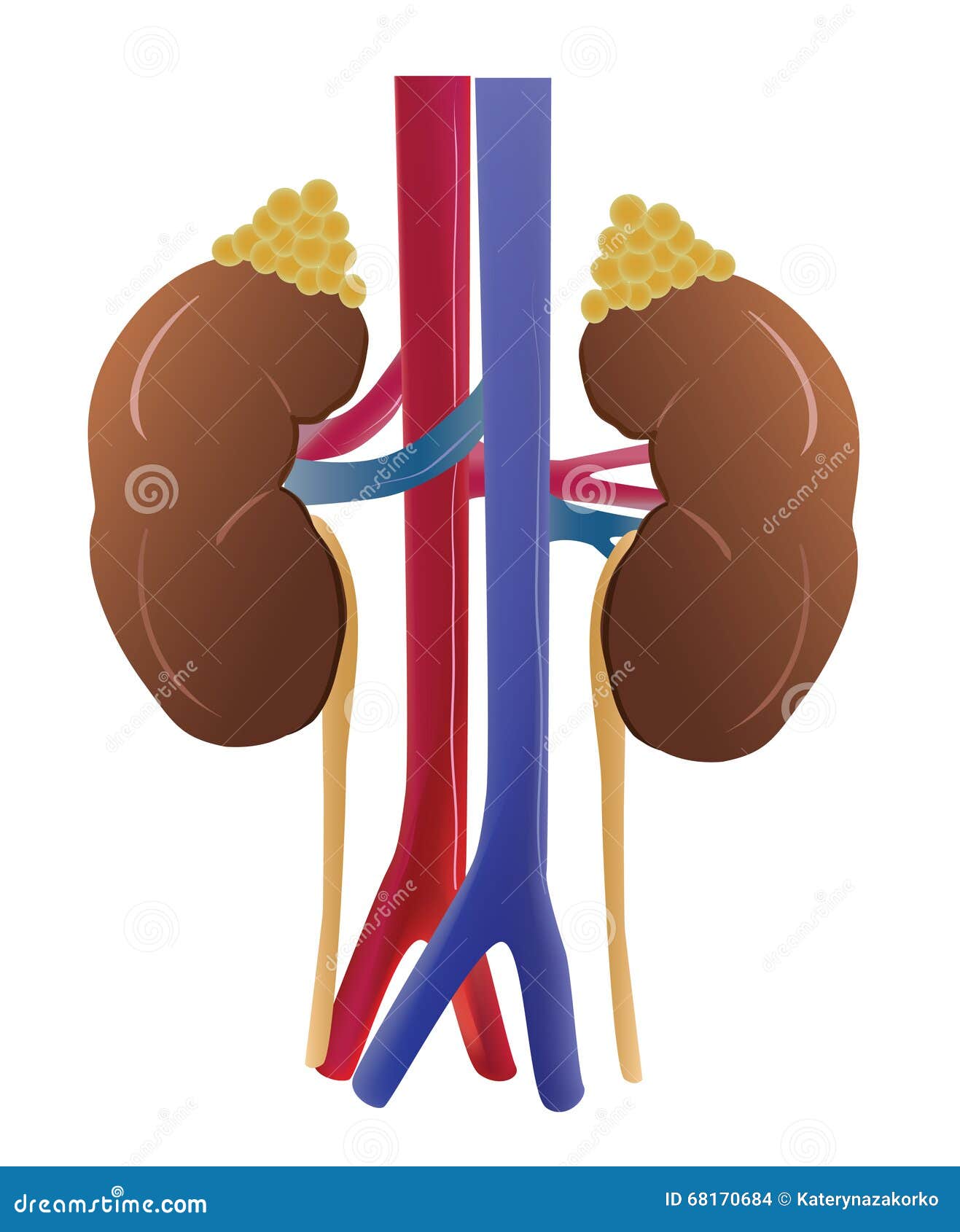 Kidney of human in vector stock vector. Illustration of scientific ...