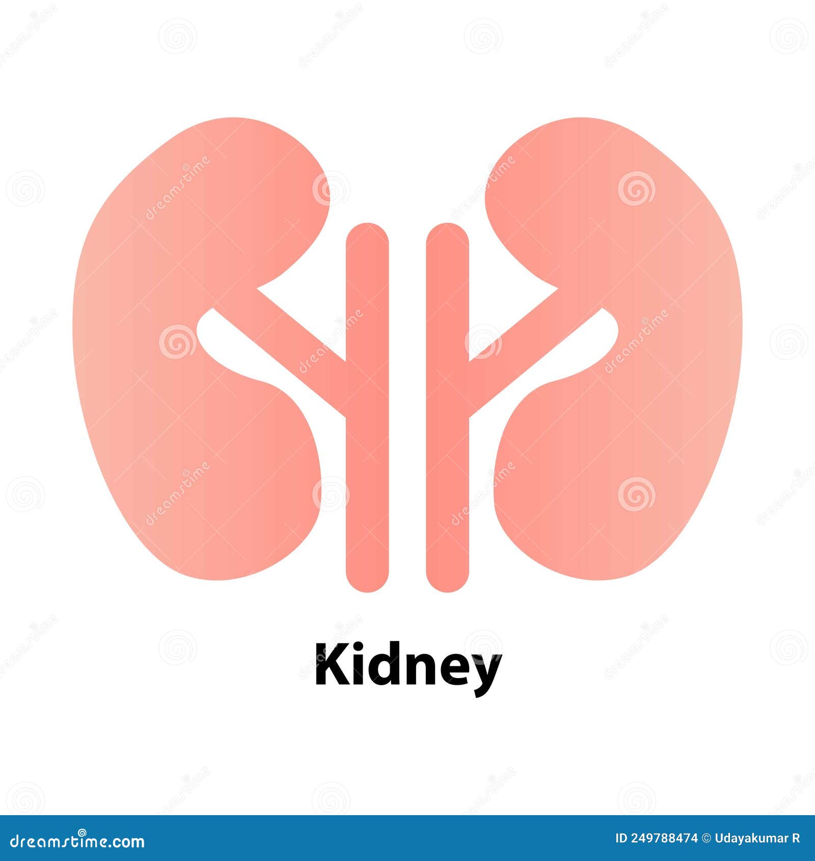 Kidney Human Renal. Vector Front View Illustration Isolated On White ...
