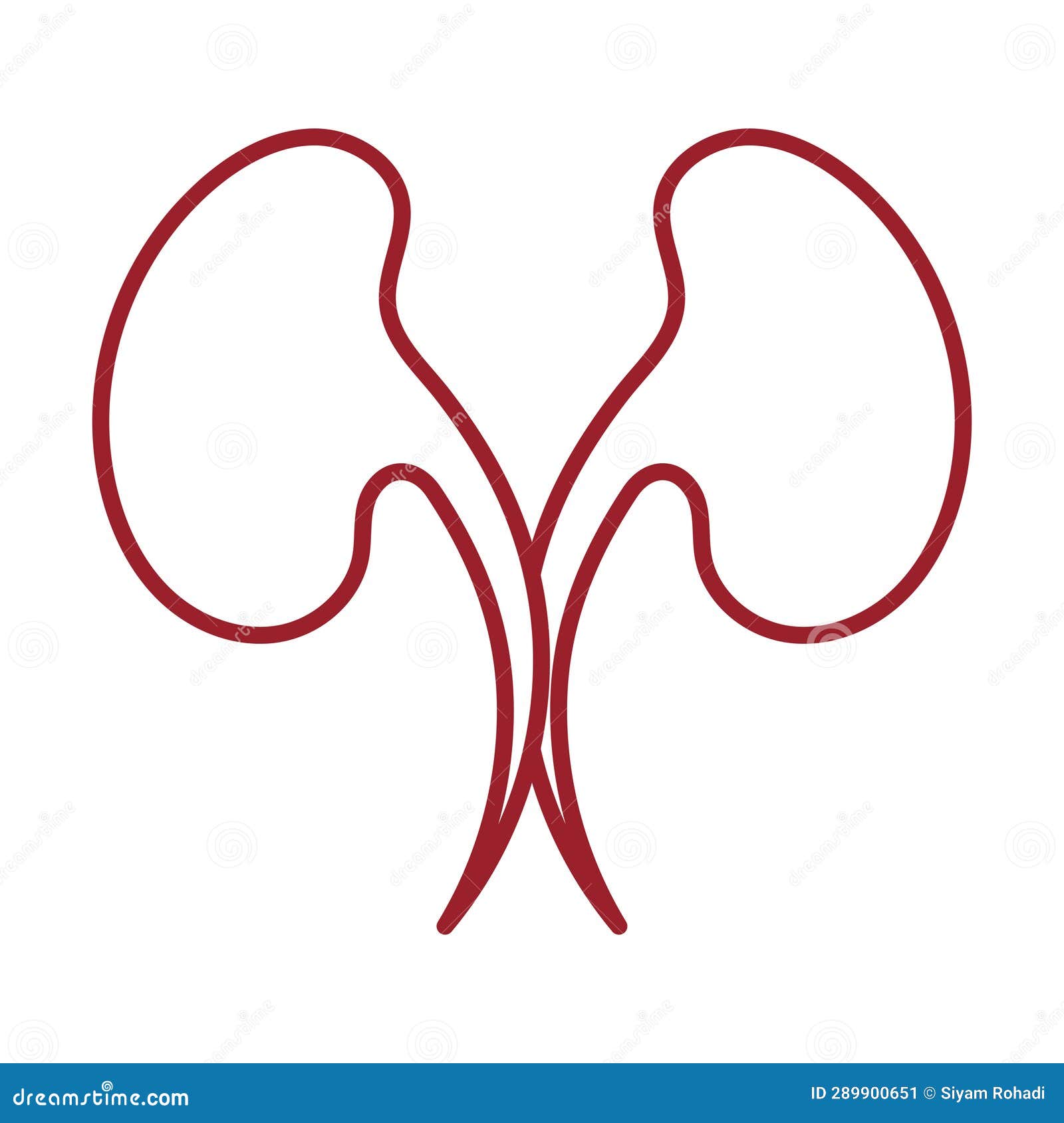Kidney icon vector stock vector. Illustration of body - 289900651