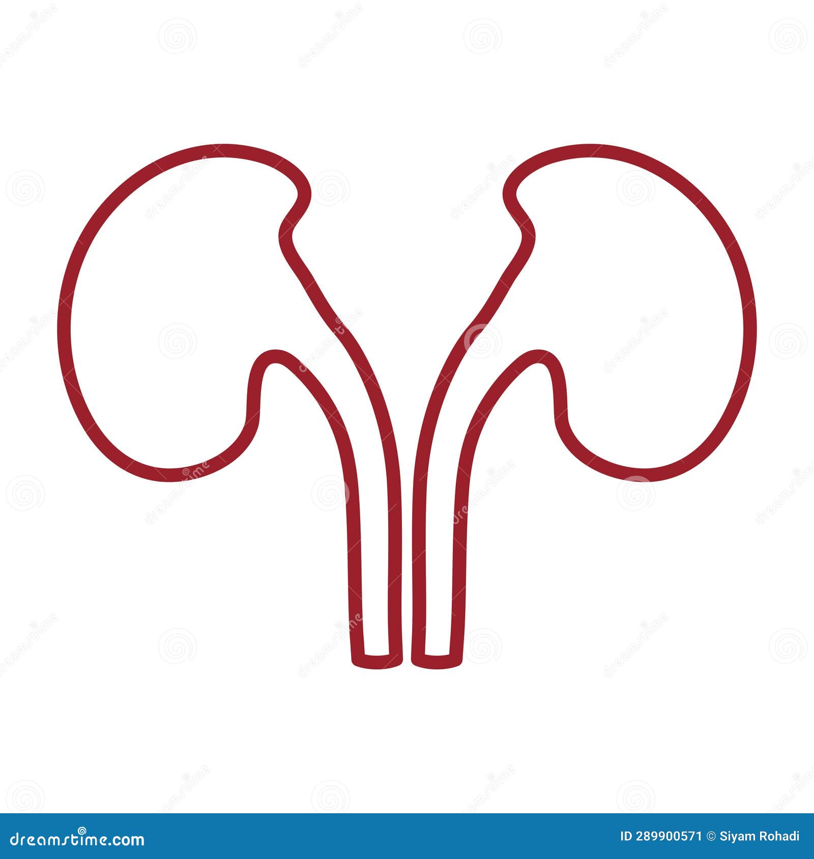 Kidney icon vector stock vector. Illustration of kidneys - 289900571