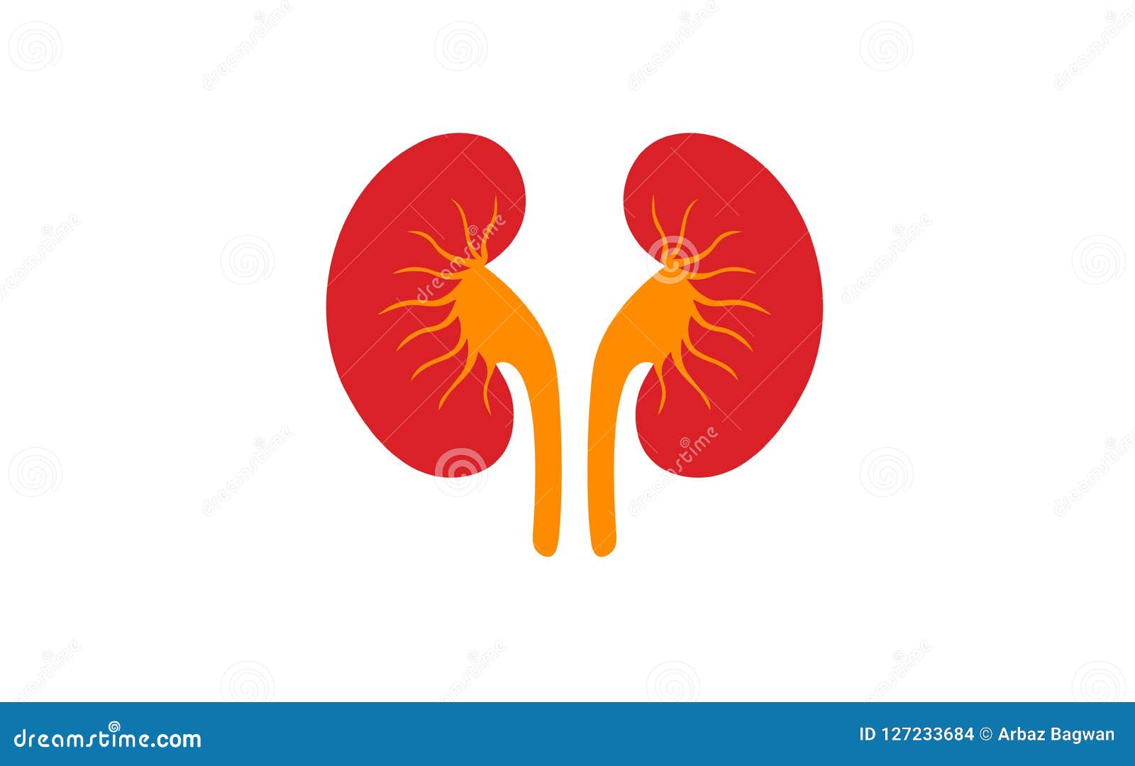 Kidney stock vector. Illustration of hospital, logo - 127233684