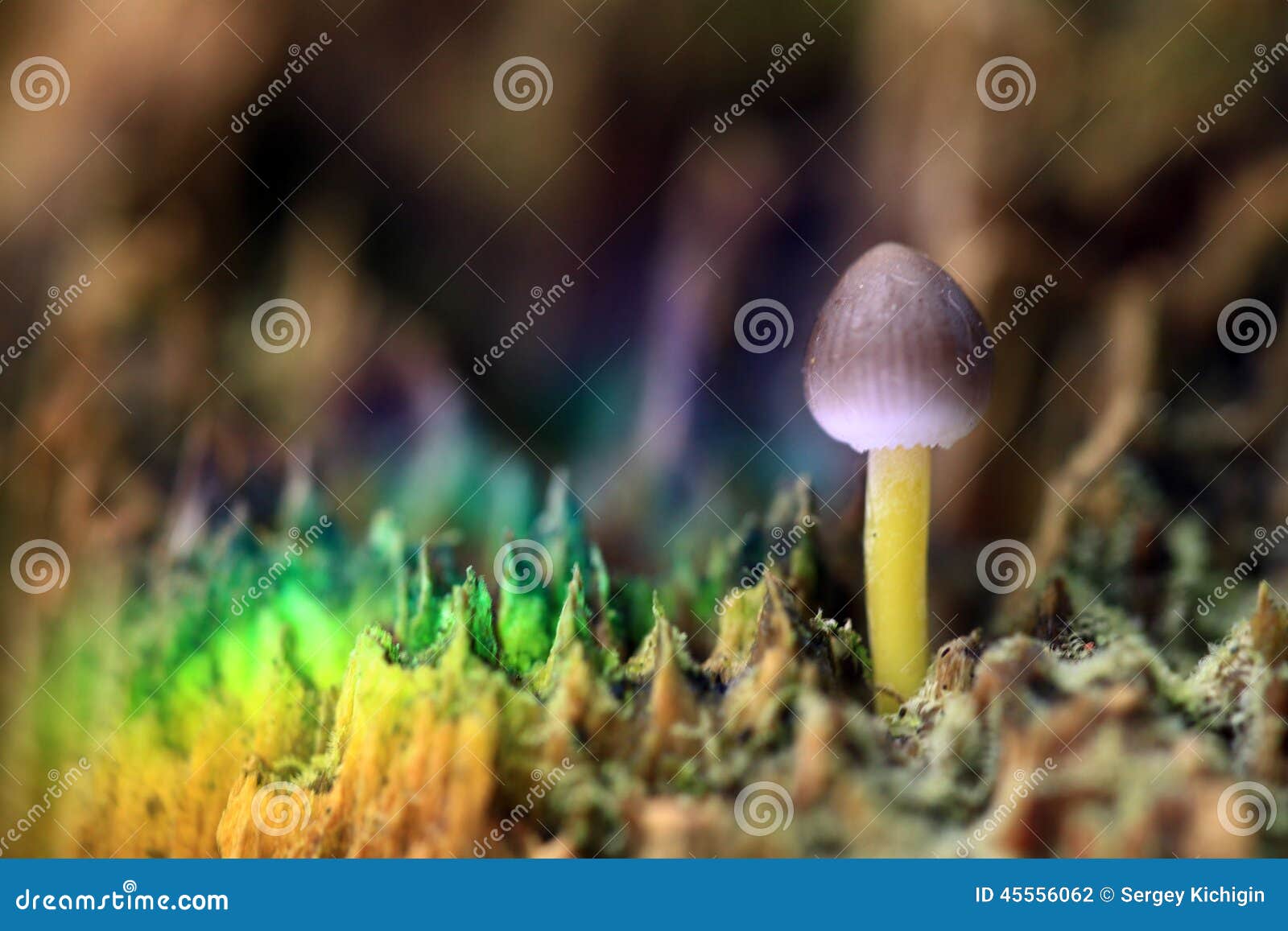 Kidney Leaf Spring Branches Stock Photo - Image of closeup, branch ...