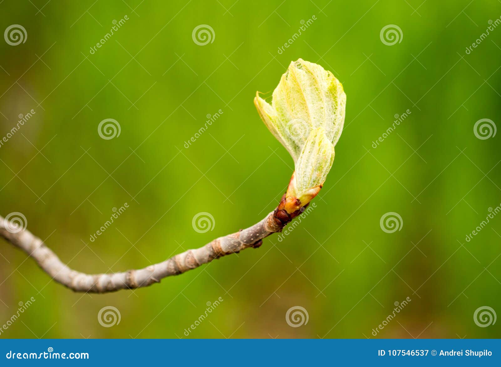 Kidney with Leaves on a Chestnut Tree in Spring Stock Image - Image of ...