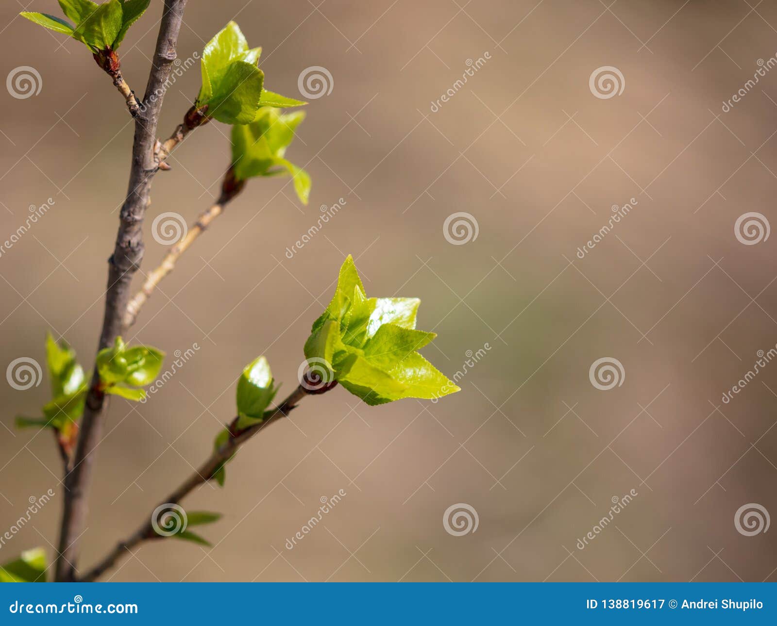 Kidney Leaves on a Tree in the Spring Stock Image - Image of brown ...