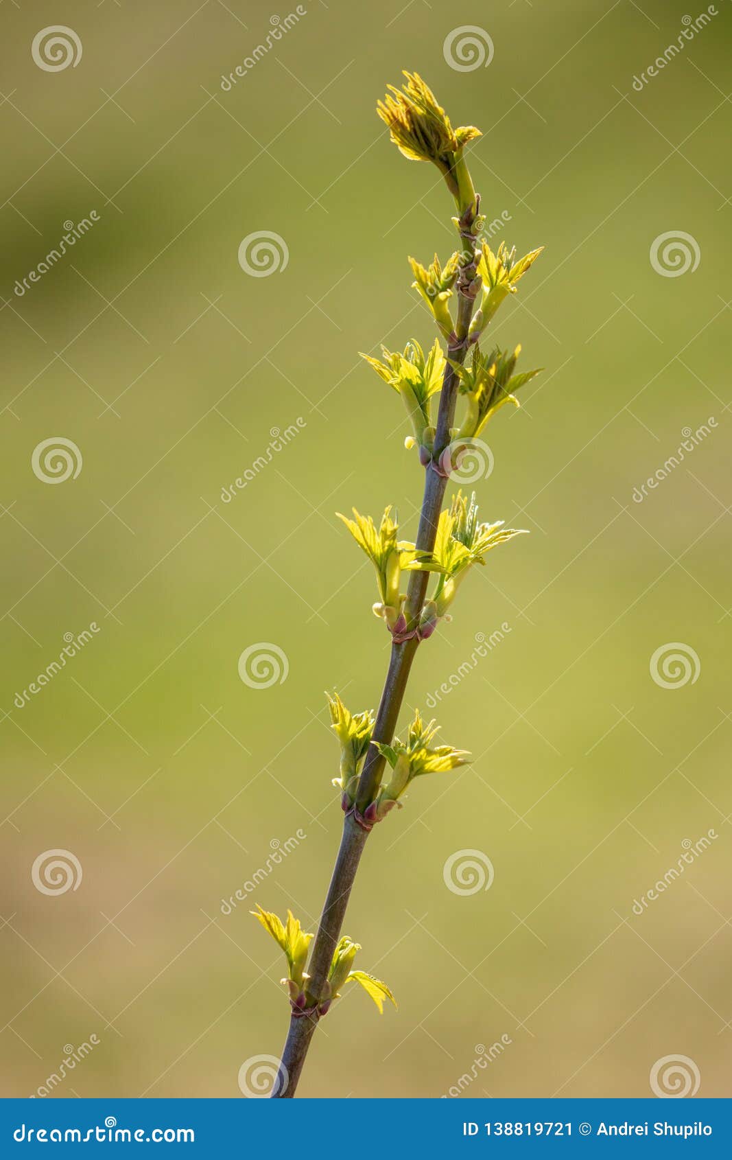 Kidney Leaves on a Tree in the Spring Stock Image - Image of floral ...