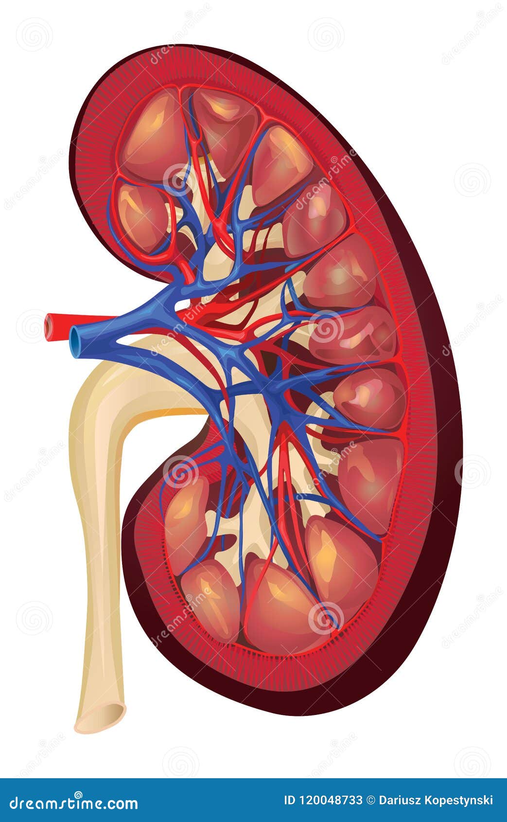 Kidney Longitudinal Section As Vector Stock Vector - Illustration of ...