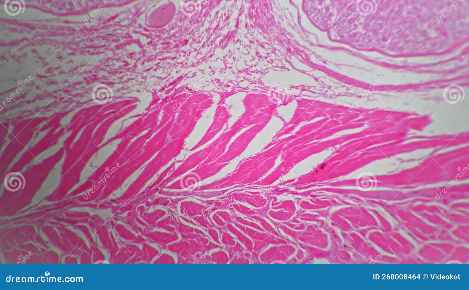 Kidney in Longitudinal Section Under Microscope with 40x Magnification ...