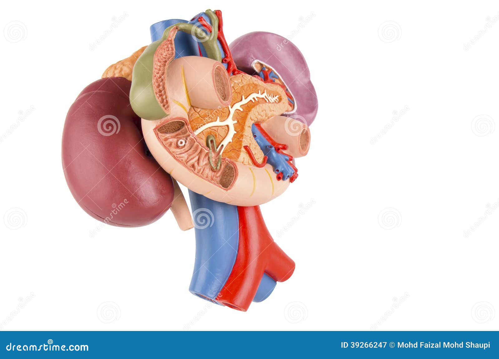 Kidney Model with Rear Organs Stock Image - Image of adrenal, anatomy ...