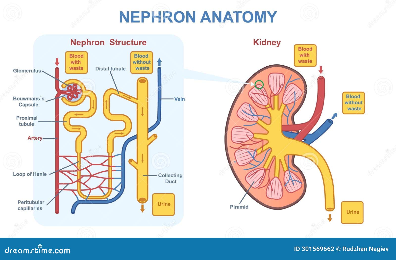 Kidney Nephron Anatomy Vector Concept Stock Illustration - Illustration ...