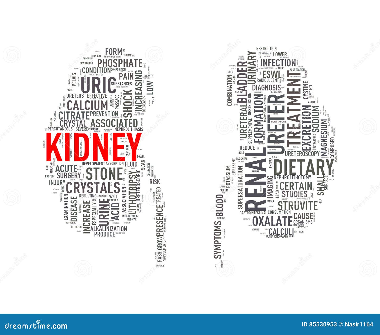 Kidney Shape Wordcloud Wordtag Stock Illustration - Illustration of ...