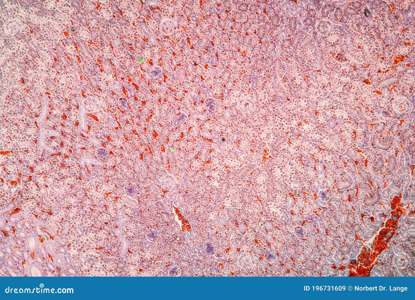 Kidney tissue stock image. Image of chicken, microscopy - 196731609