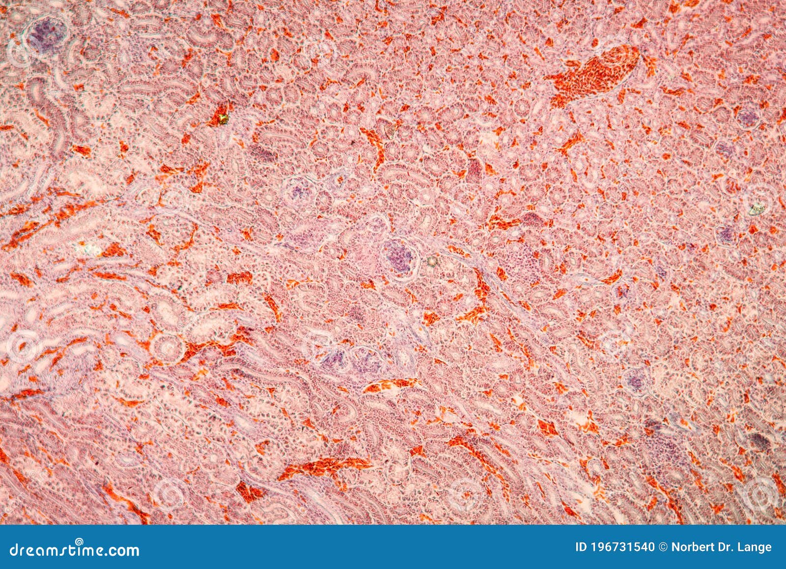 Kidney tissue stock photo. Image of microscopy, research - 196731540