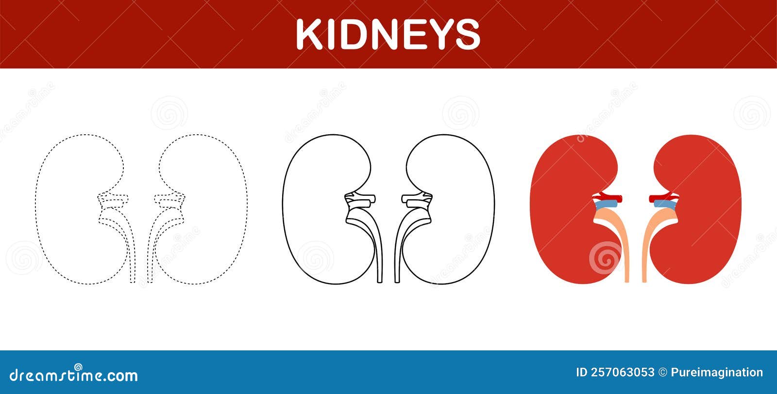 Kidney Tracing and Coloring Worksheet for Kids Stock Vector ...