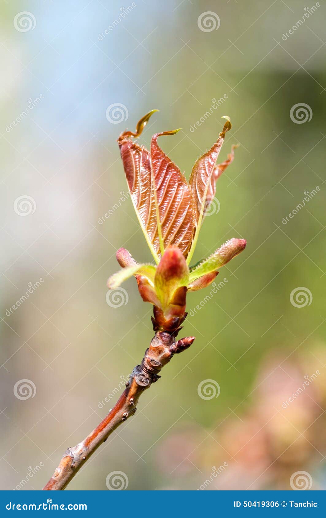 Kidney Tree Blossoming in the Spring Stock Photo - Image of blossoming ...
