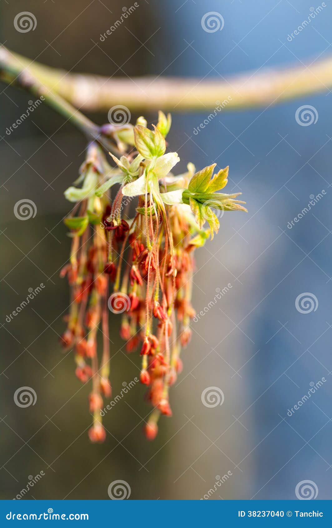 Kidney on the tree macro stock photo. Image of tree, plant - 38237040