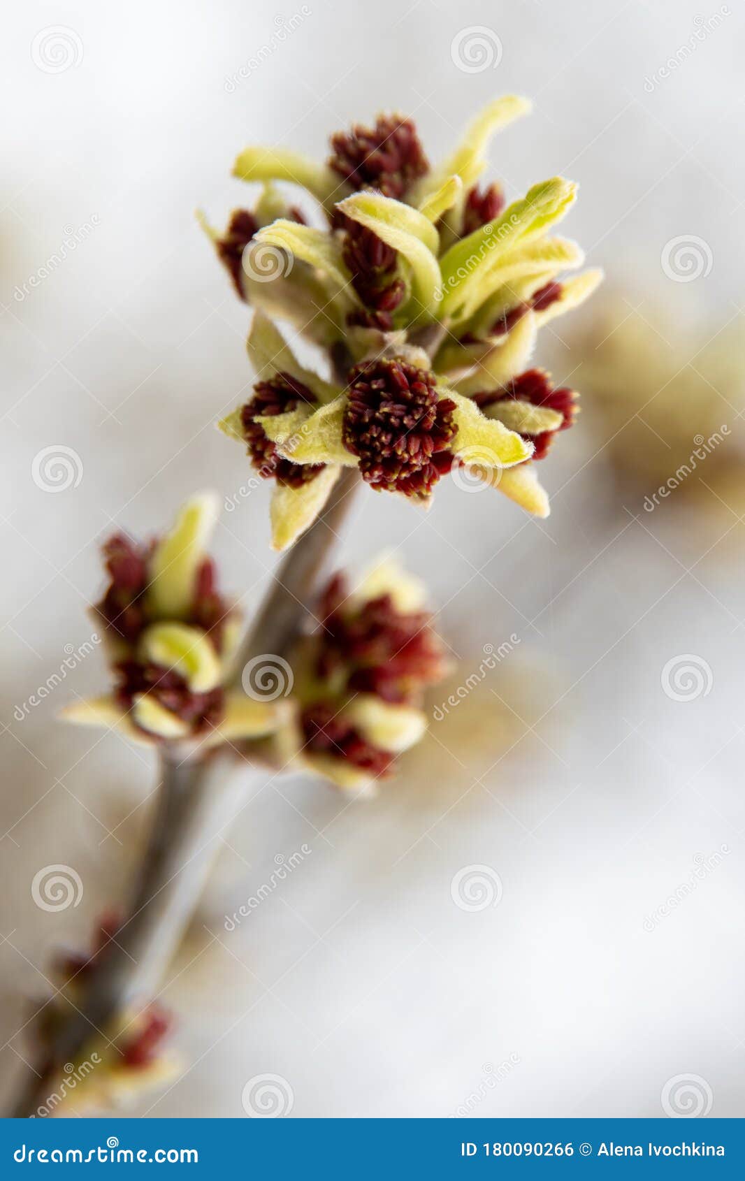 Kidney Tree in Spring. Young Large Buds on the Branches Against a ...