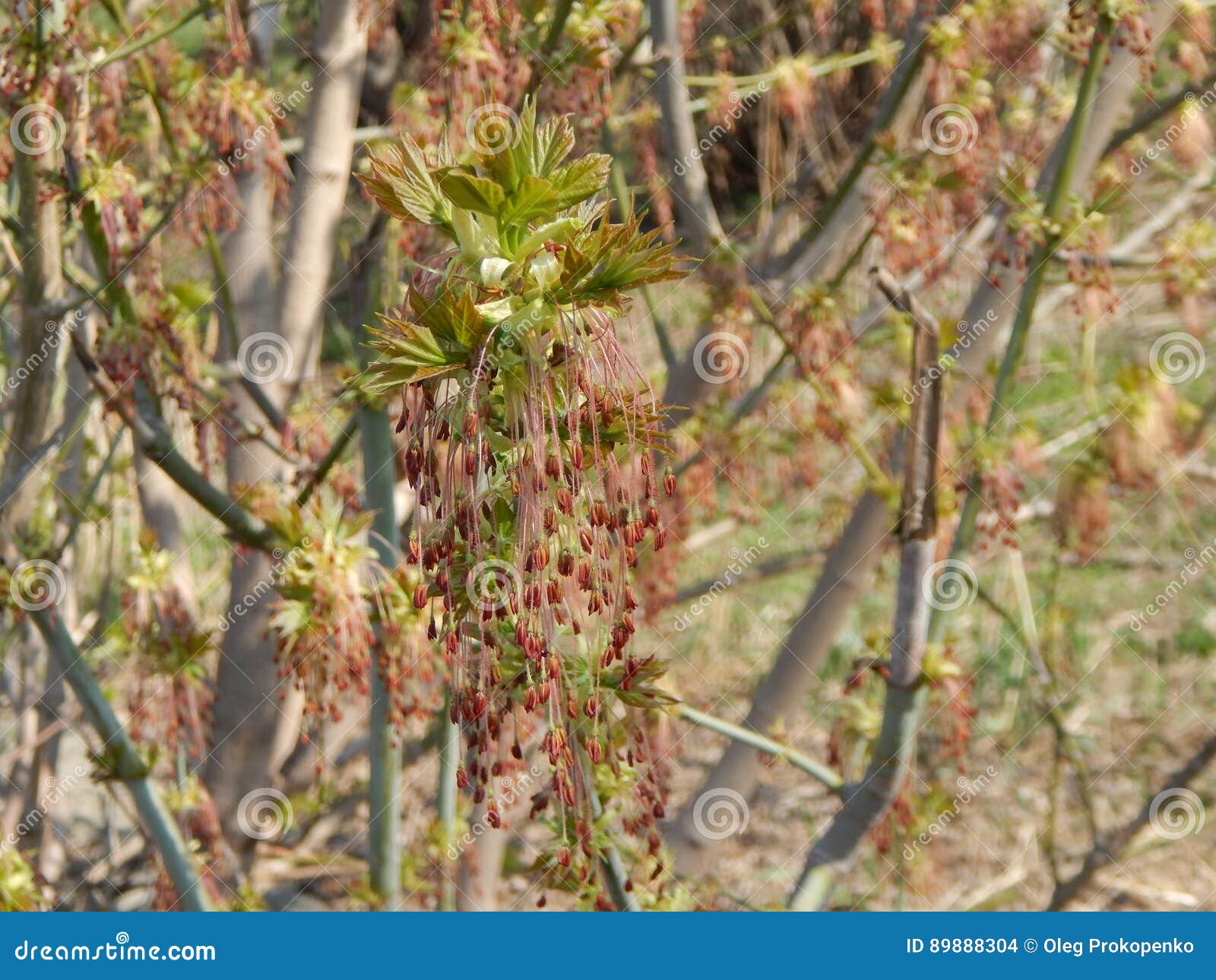 Kidney in the trees spring stock photo. Image of nature - 89888304