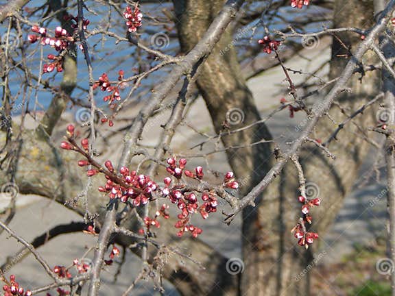 Kidney in the trees spring stock image. Image of brown - 89888391