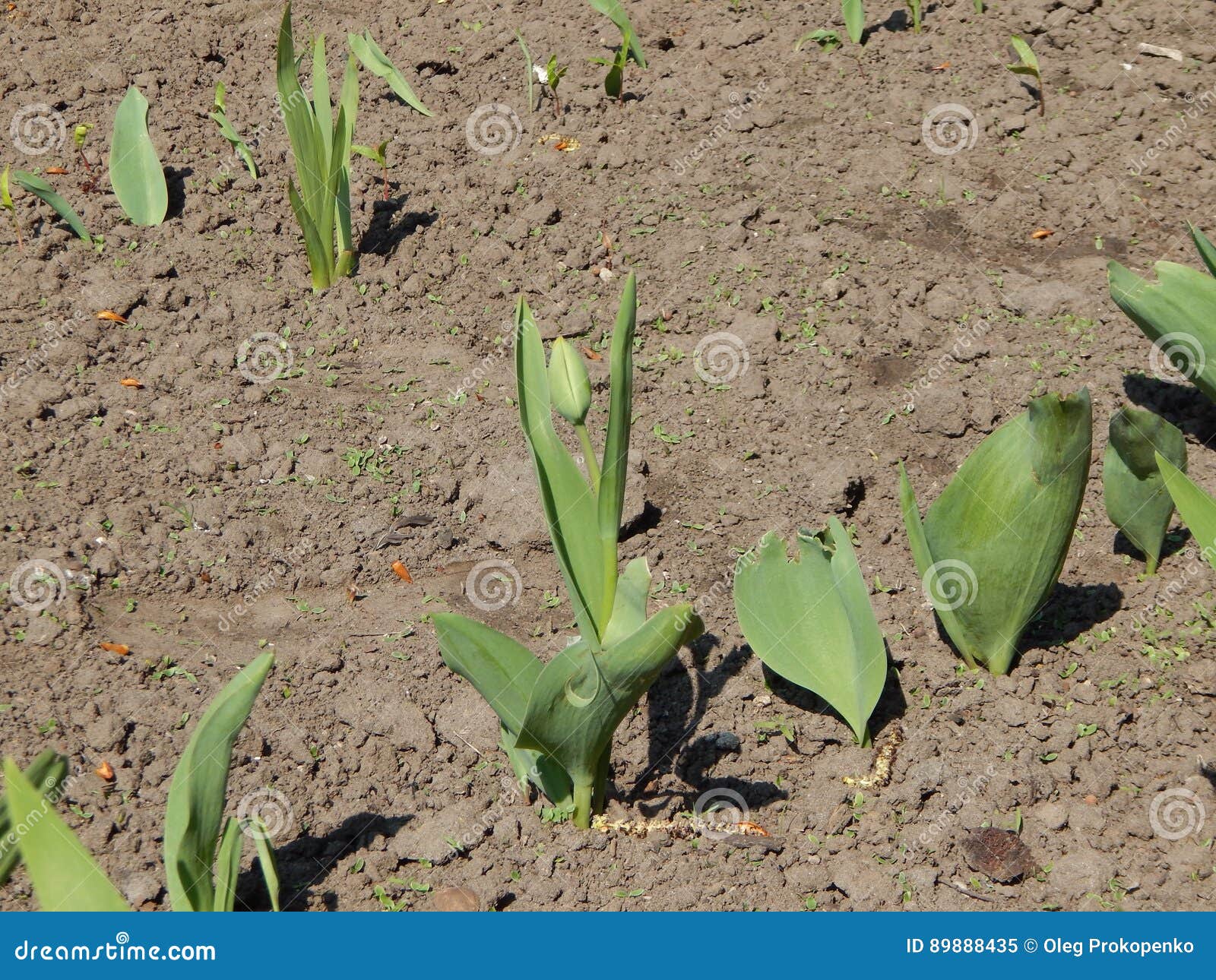 Kidney in the trees spring stock image. Image of trees - 89888435