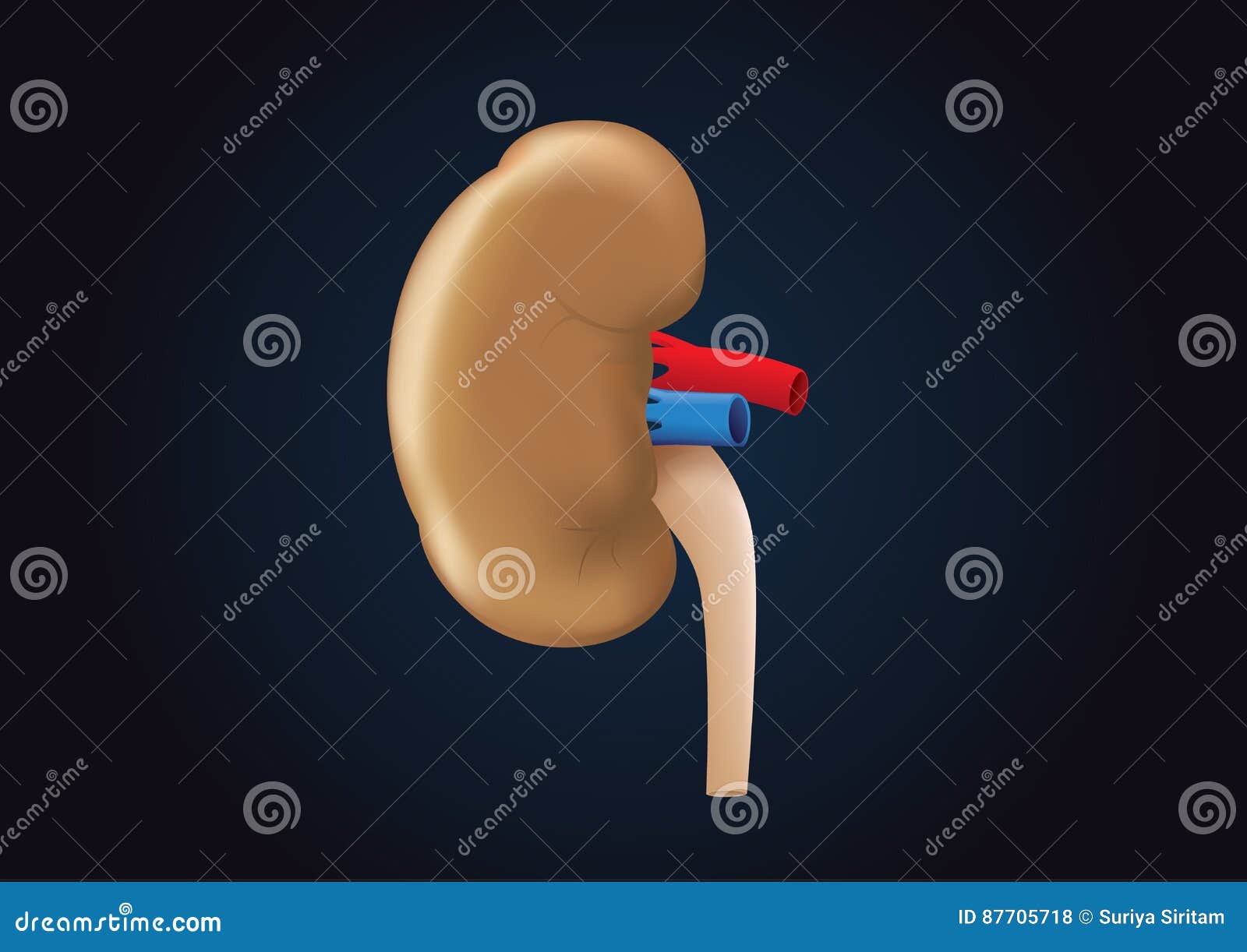 Kidney Vector Design. Realistic Kidney Anatomy Pictures Vector Design ...