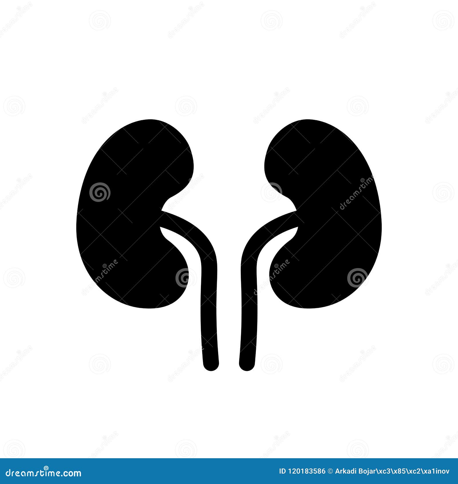 Kidney Vector Illustration Man Body Internal Organs | CartoonDealer.com ...