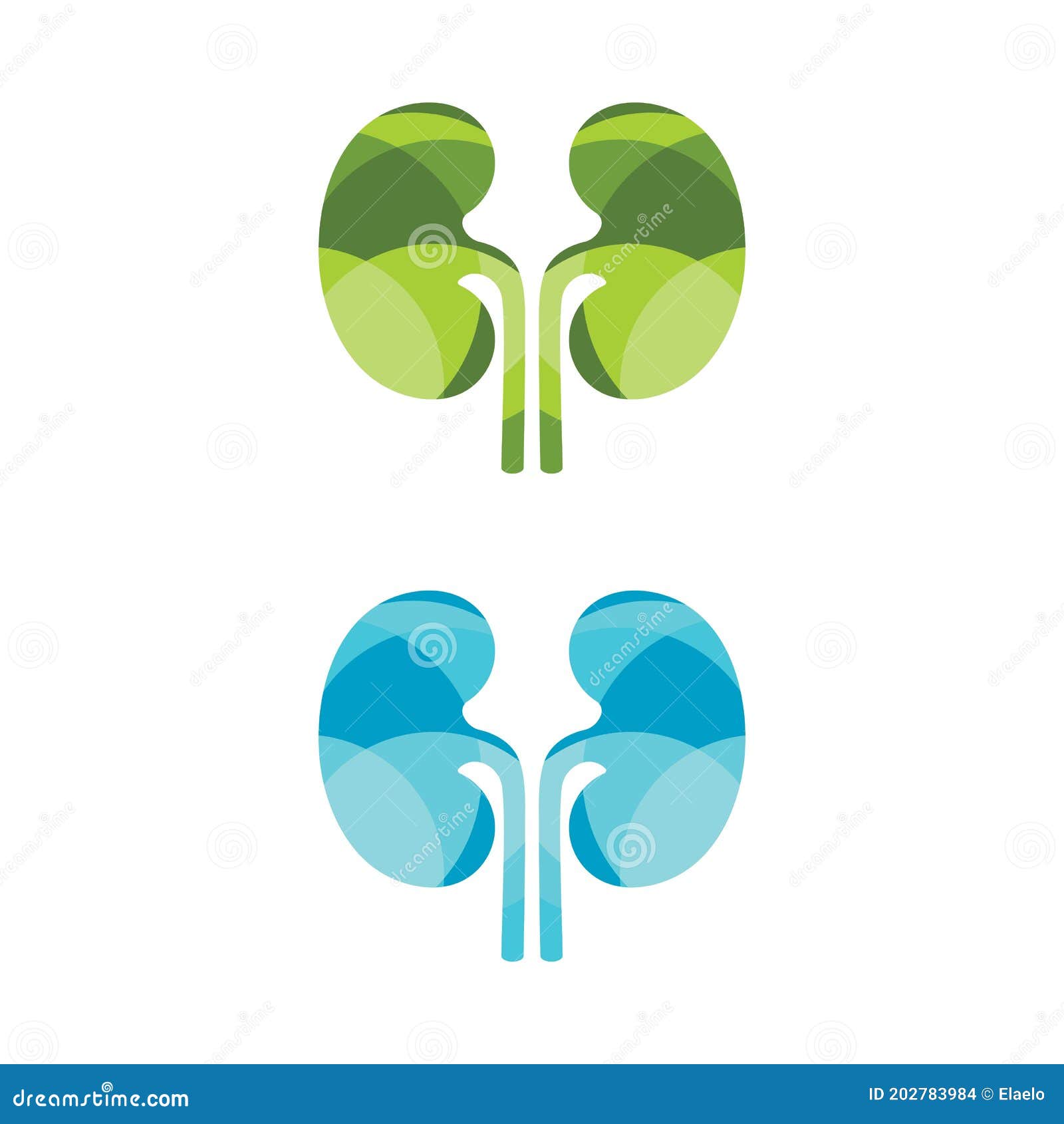 Kidney vector illusrtation stock vector. Illustration of urology ...