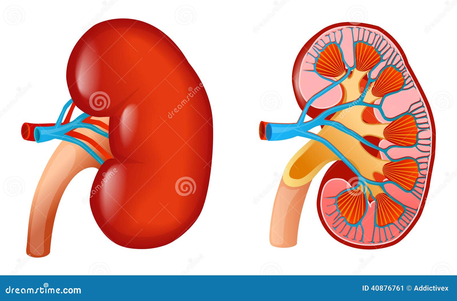 Kidney Cartoon Vector | CartoonDealer.com #40876761
