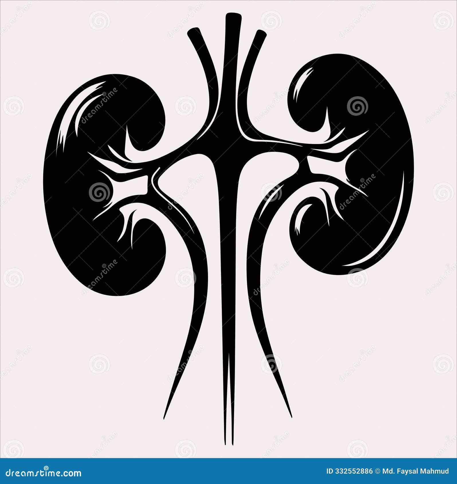 Kidney Vector Illusrtation | CartoonDealer.com #202785109