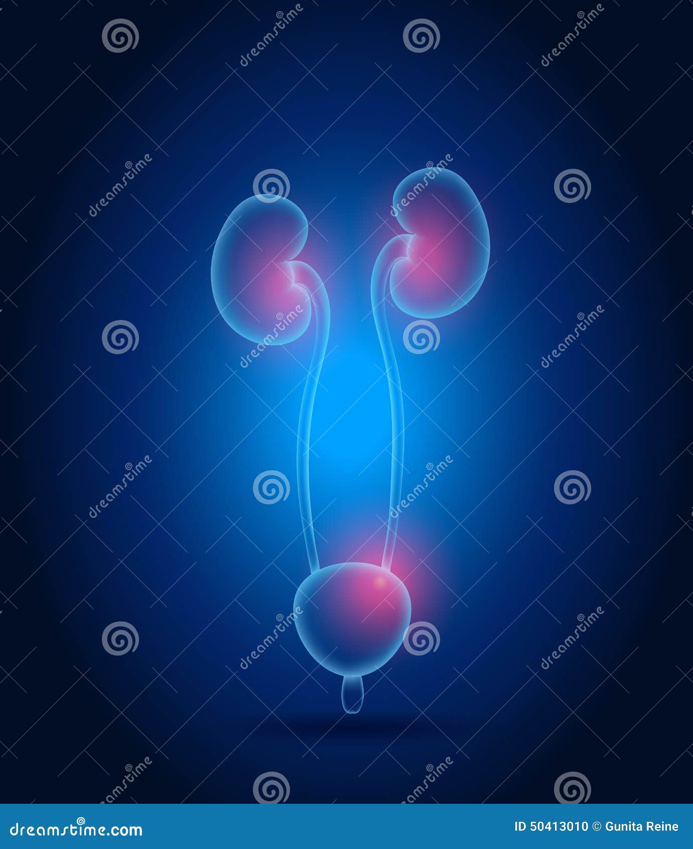 Kidneys abstract design stock vector. Illustration of organ - 50413010