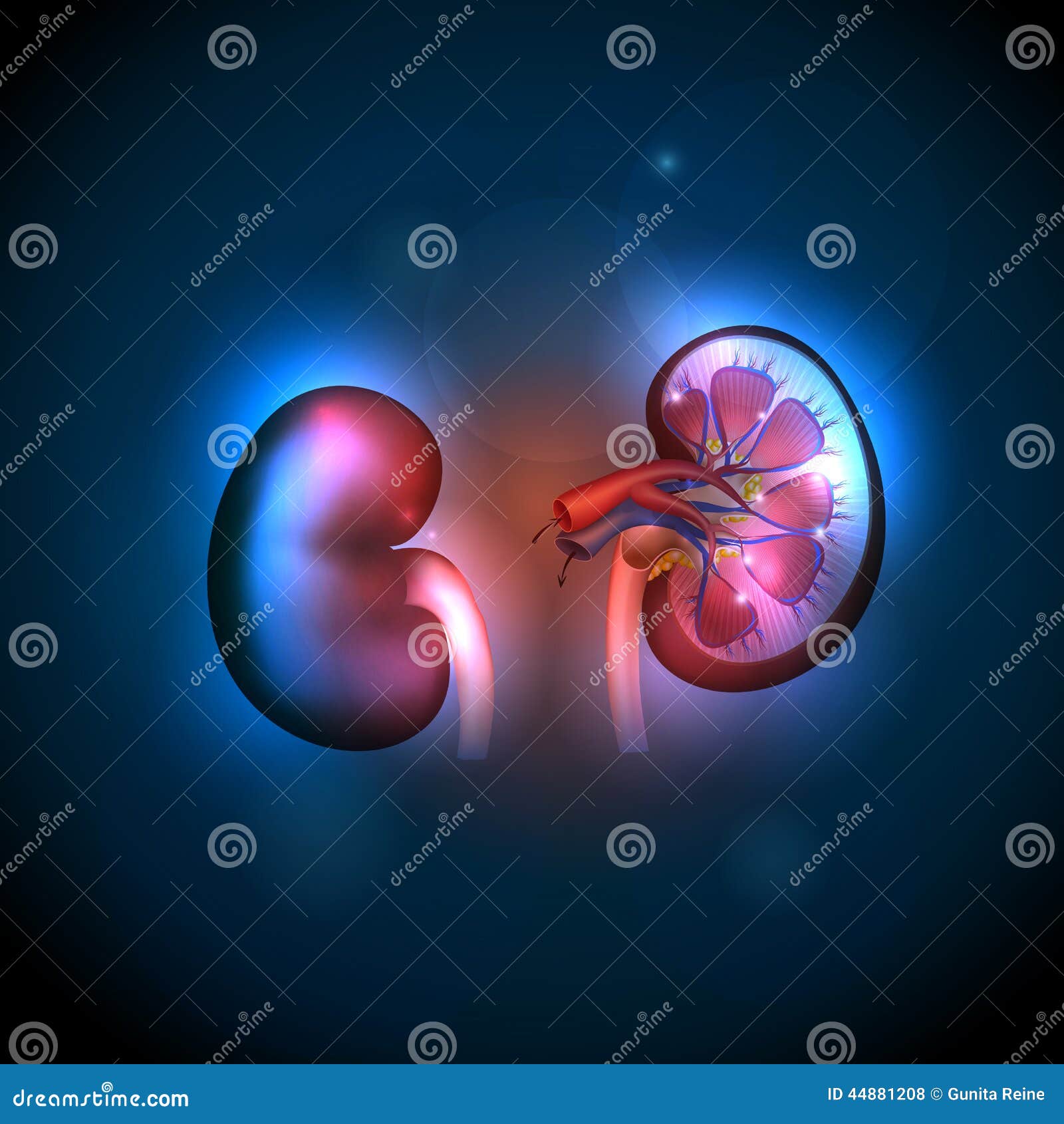 Kidneys anatomy background stock vector. Illustration of medical - 44881208