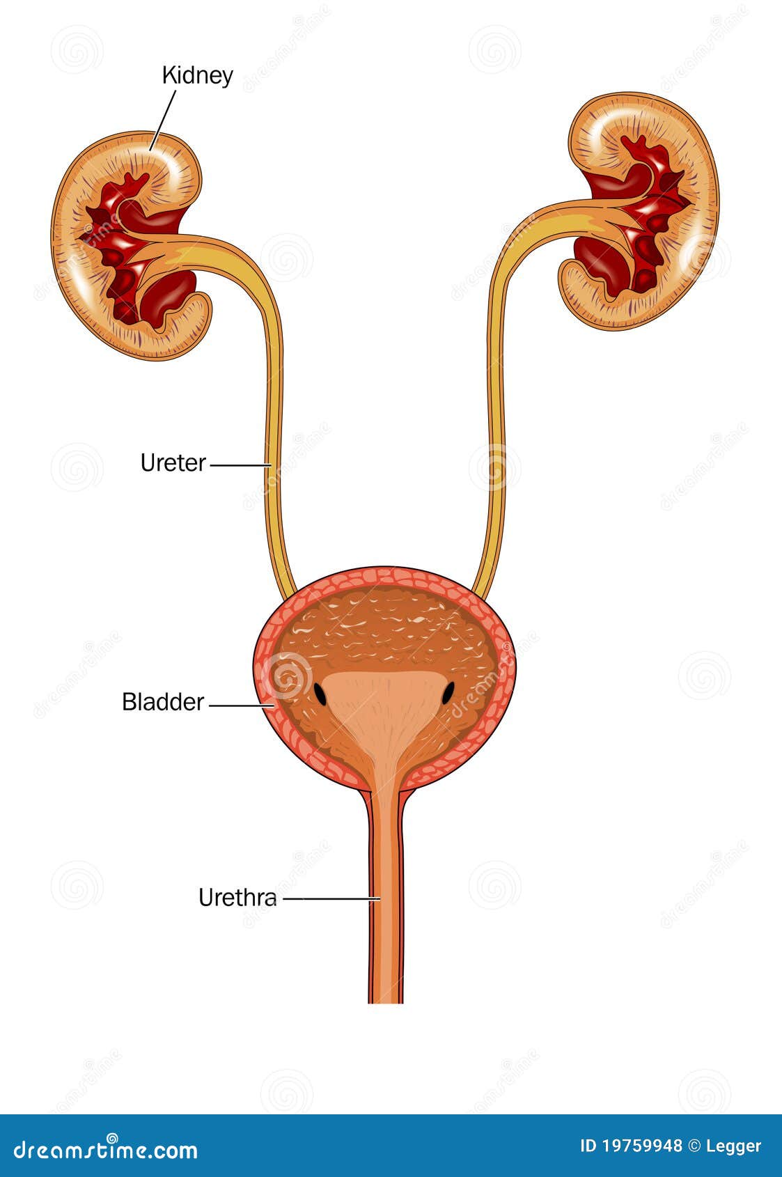 Kidneys and bladder stock vector. Illustration of kidney - 19759948 Kidneys and bladder stock vector. Illustration of kidney - 19759948