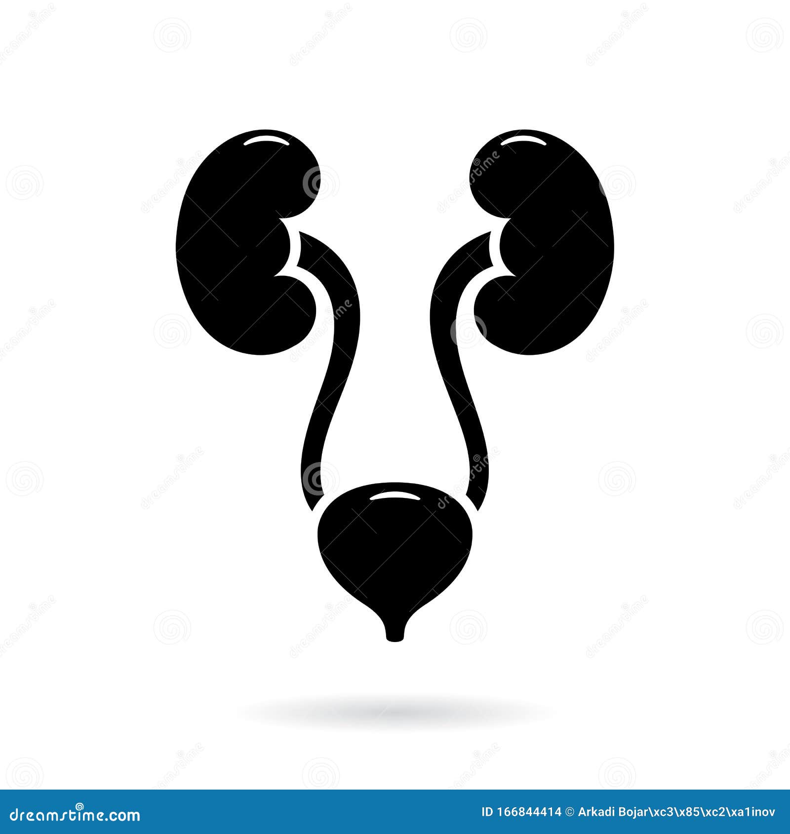 Kidneys and Bladder Logo, Human Urinary System Stock Vector ...