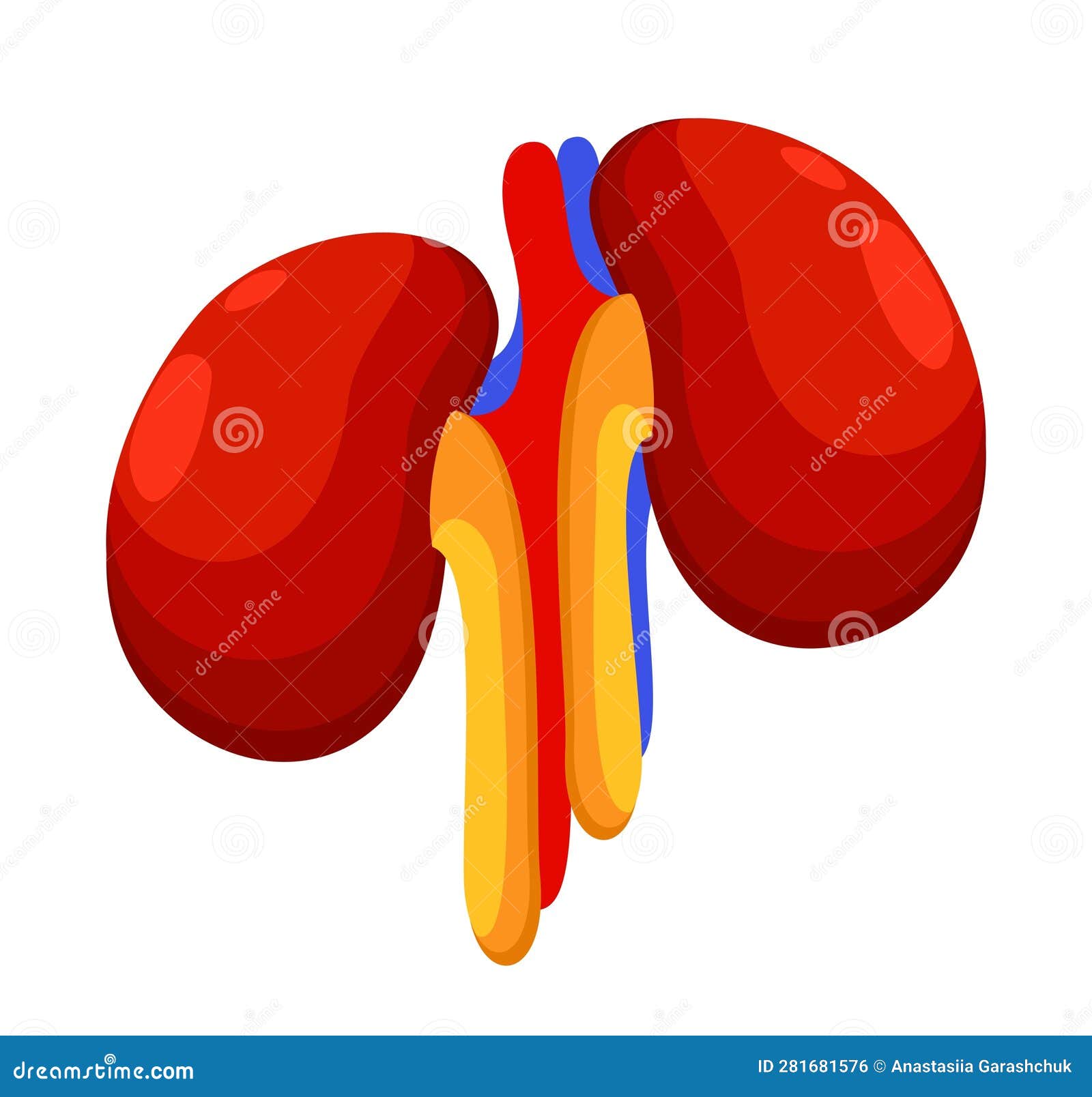 Kidneys. Colorful Vector Isolated Illustration Stock Vector ...