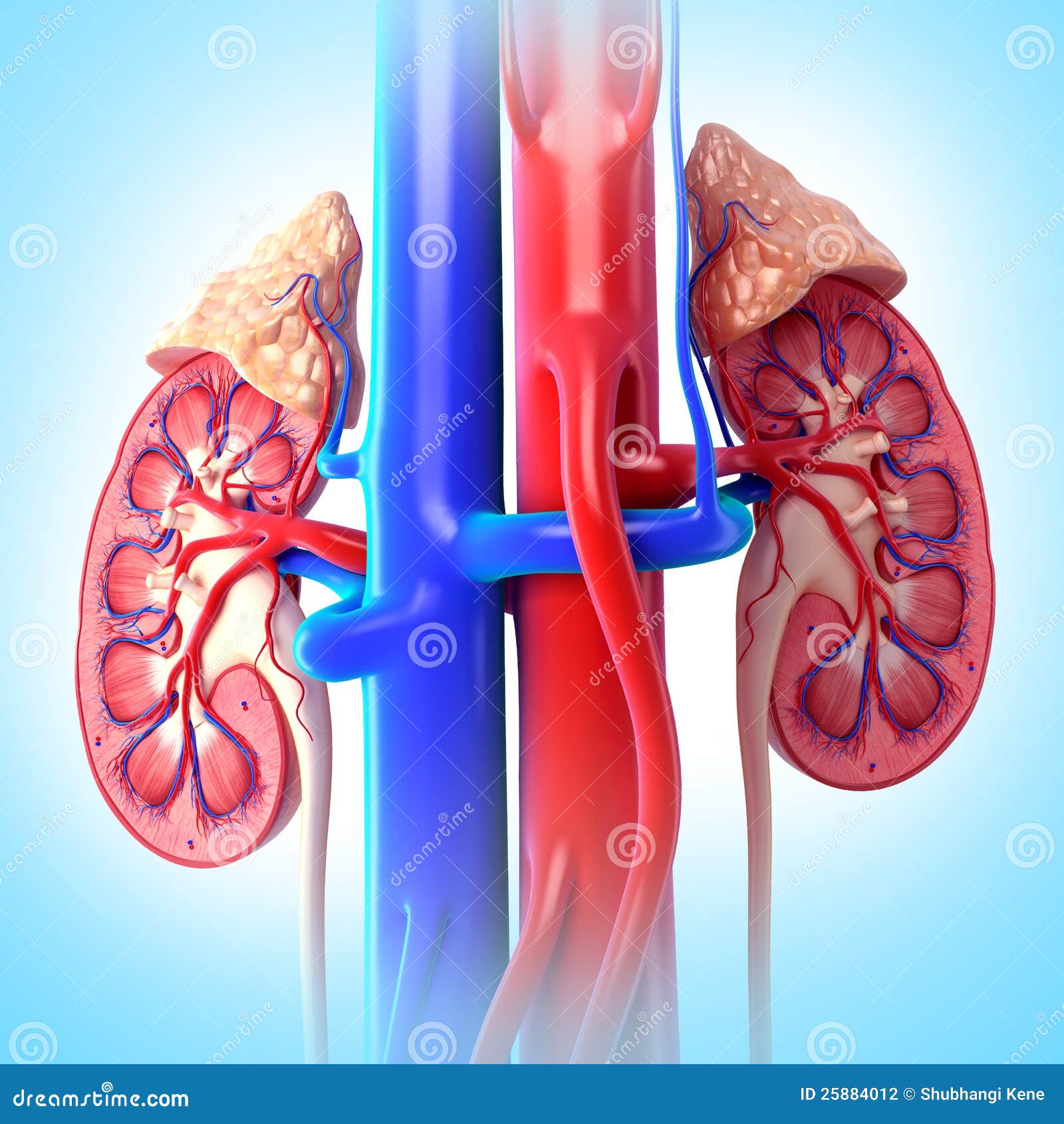 Kidneys Cut with Adrenal Gland Stock Illustration - Illustration of ...